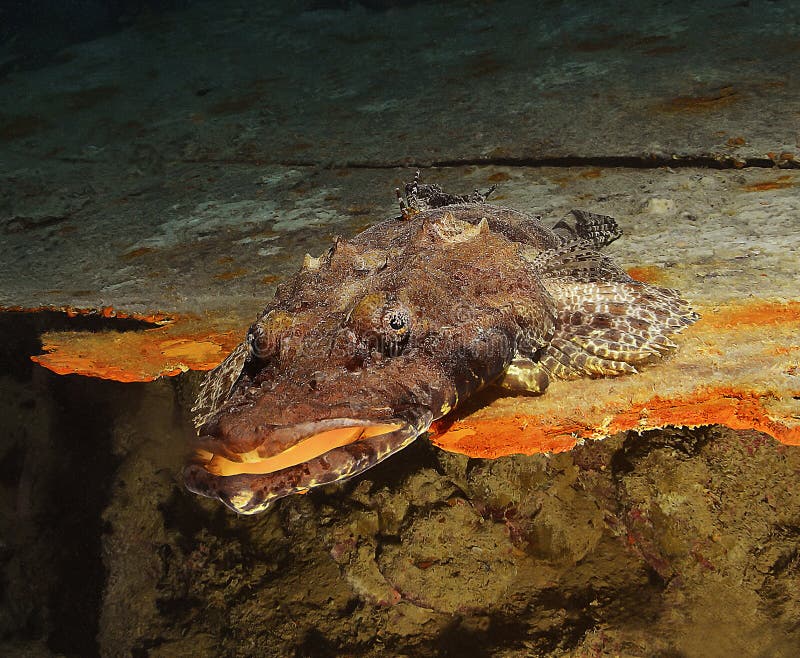 Crocodile fish stock photo. Image of ocean, fish, crocodile - 78161848