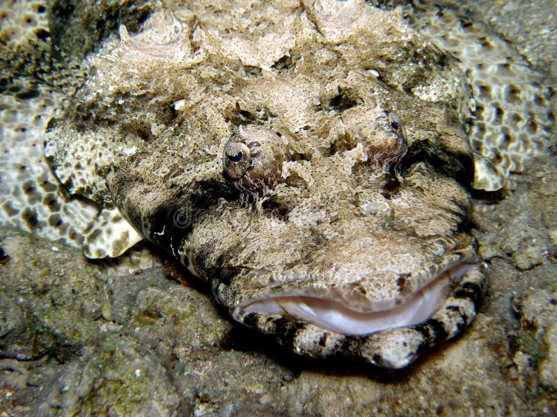 892 Red Eye Black Eye Flat White Stock Photos - Free & Royalty-Free ...