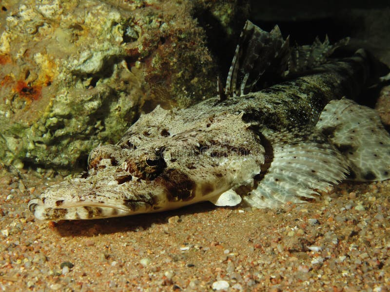 Crocodile Fish stock photo. Image of underwater, night - 37225660
