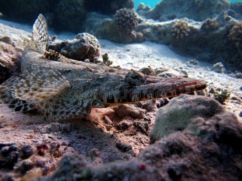 Crocodile Fish, Tentacle Flatheads. Stock Image - Image of soil ...