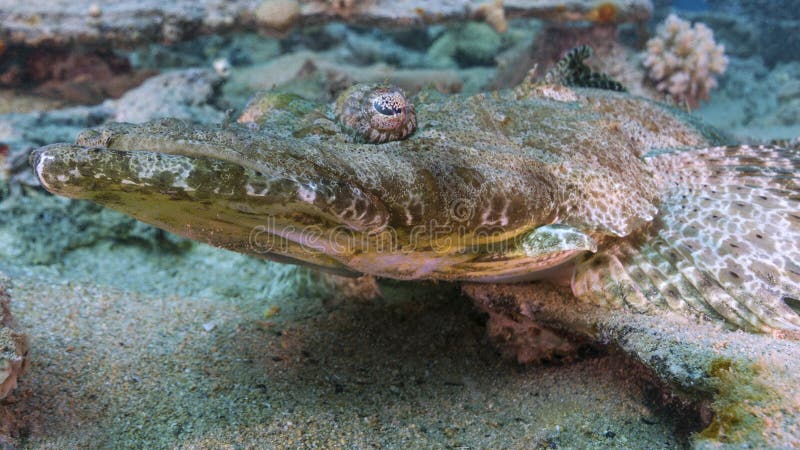 Crocodile Fish stock photo. Image of animal, crocodile - 43632574