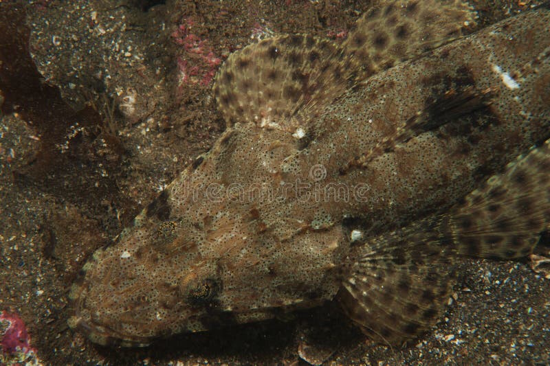 Crocodile flathead stock image. Image of science, life - 22524605