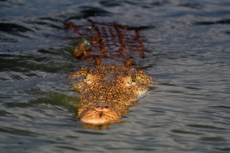 Crocodile floating stock image. Image of alligator, competition - 1346601