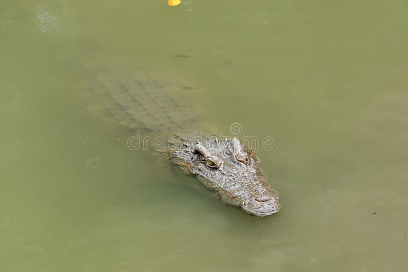 Crocodile Floating Itself in Water Stock Image - Image of crocodile ...