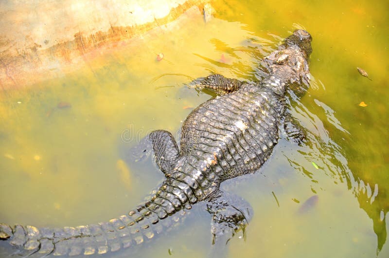 Floating Crocodile on the River Surface Stock Photo - Image of park ...