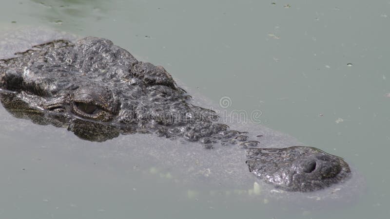 Crocodile Head Half Submerged in the River of a Zoo Natural Park Stock ...