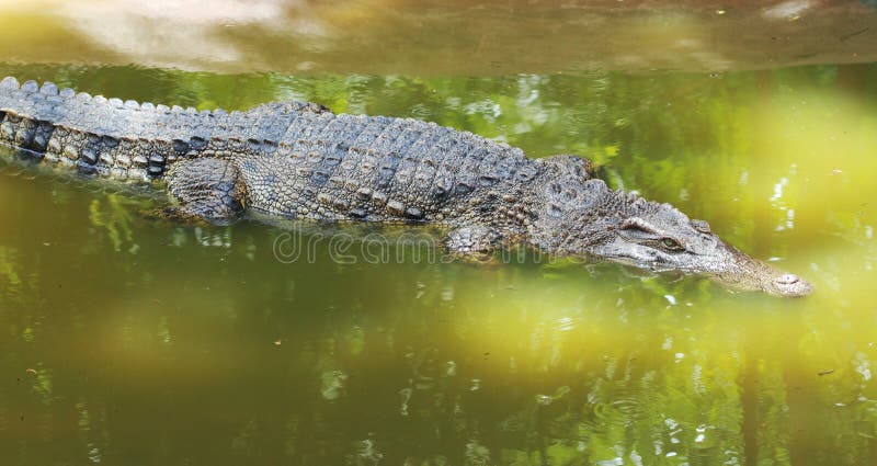 Crocodile Floating In The Water Stock Image - Image of river, green ...