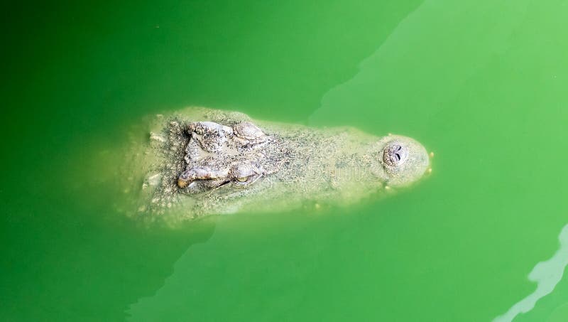 Crocodile Floating in the Water Stock Image - Image of dangerous ...