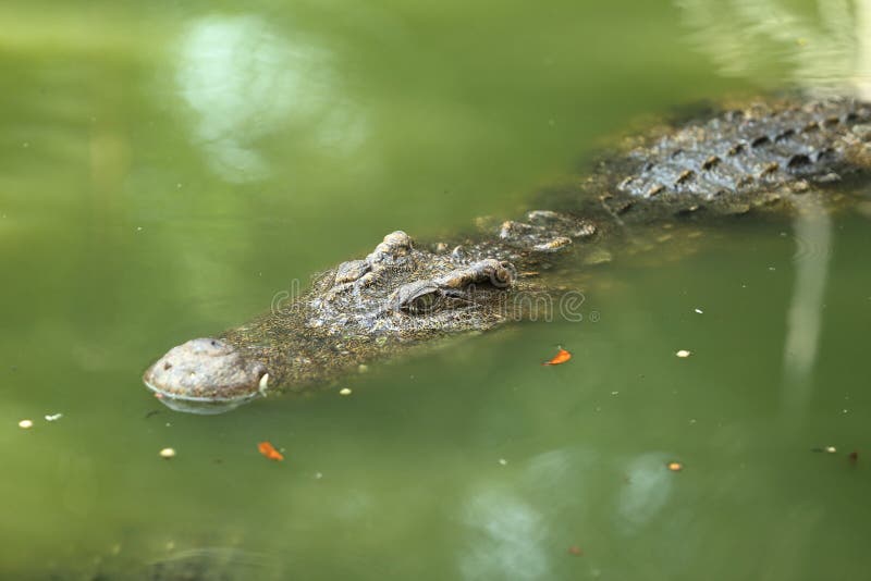 Crocodile Floating in the Water Stock Image - Image of tropical ...