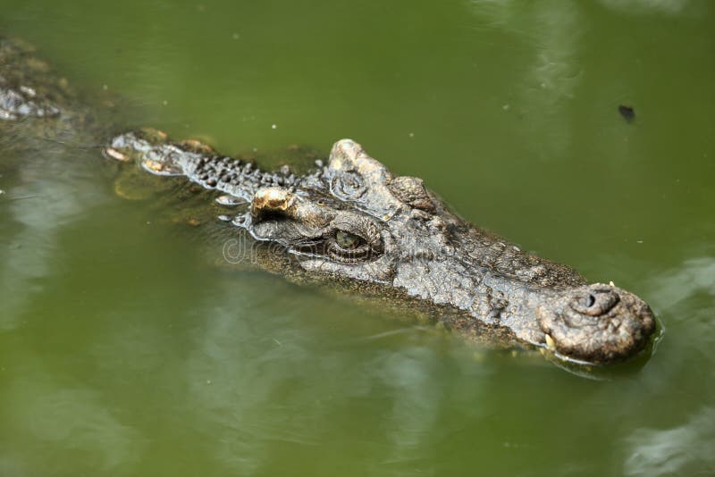 Crocodile Floating in the Water Stock Image - Image of dangerous ...