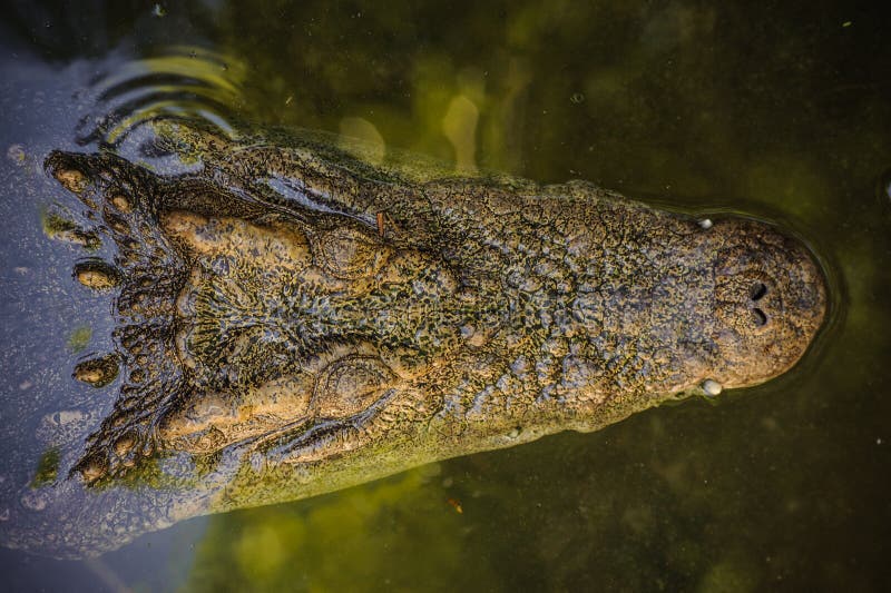 Crocodile Floating in Water View from the Top Stock Image - Image of ...