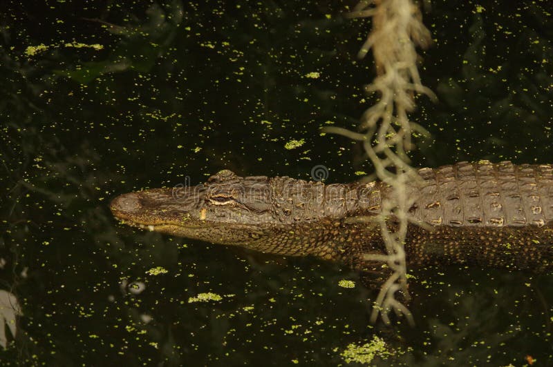 Crocodile Floating on Water Stock Photo - Image of animal ...