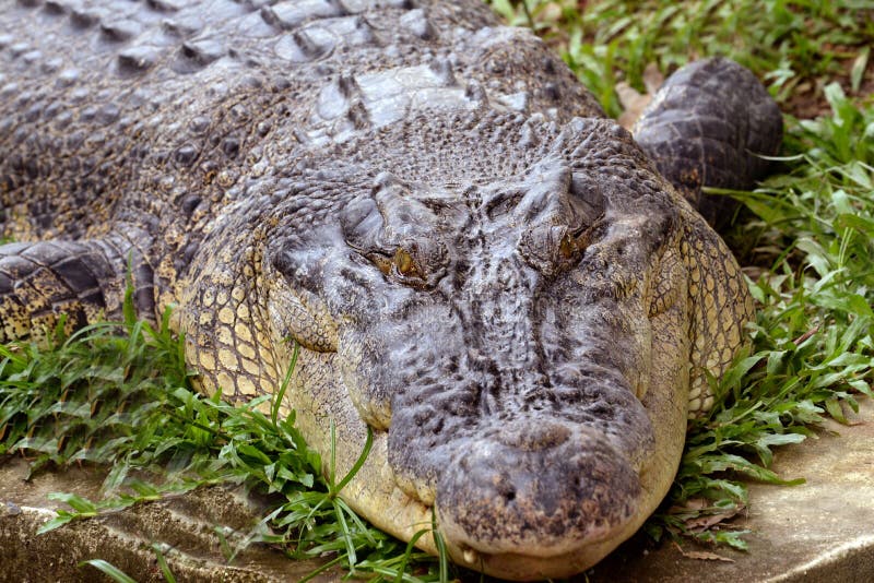 Crocodile stock photo. Image of crocodile, killer, asia - 59896166