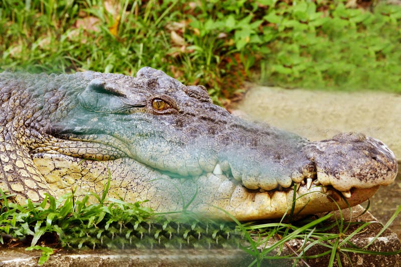 Crocodile stock photo. Image of danger, giant, farm, teeth - 59896306