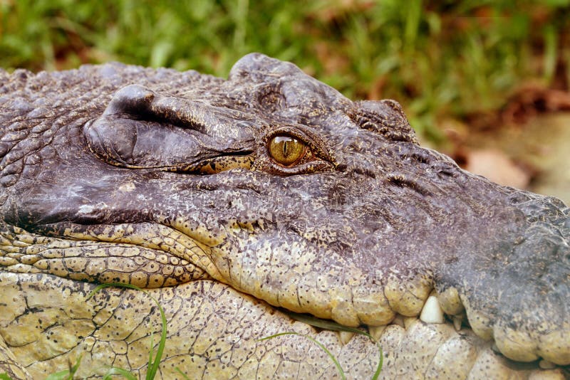 196 Florida Alligators Crocodiles Everglades Stock Photos - Free ...