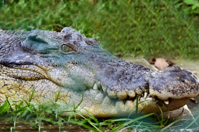 196 Florida Alligators Crocodiles Everglades Stock Photos - Free ...
