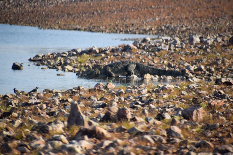 Crocodile at the Forest River Side Editorial Stock Image - Image of ...