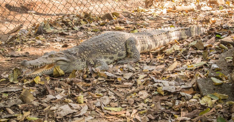 The crocodile stock image. Image of formidable, feral - 88099543