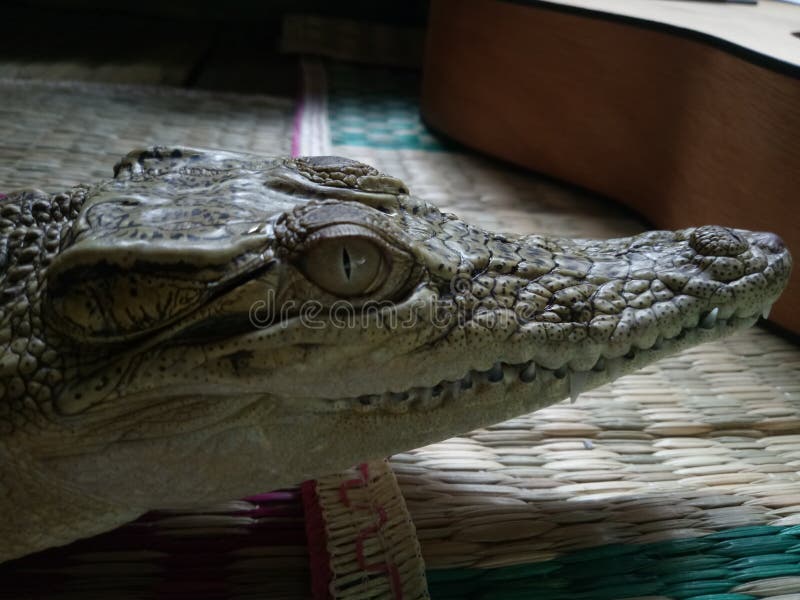 Crocodile friend stock photo. Image of tortoise, friend - 233184200