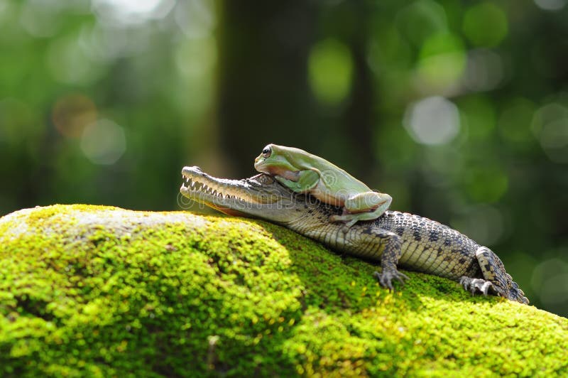 Crocodile with frog stock image. Image of reptiles, crocodile - 182928985