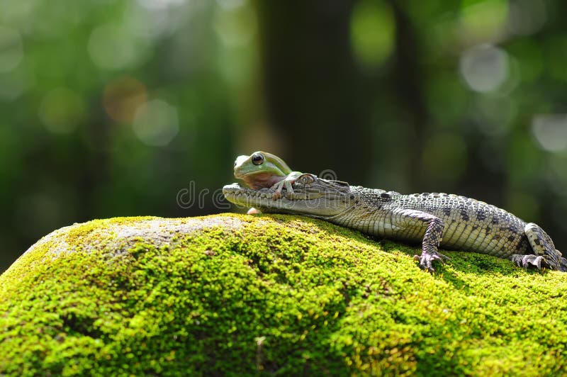 Crocodile with frog stock photo. Image of amphibians - 182929042