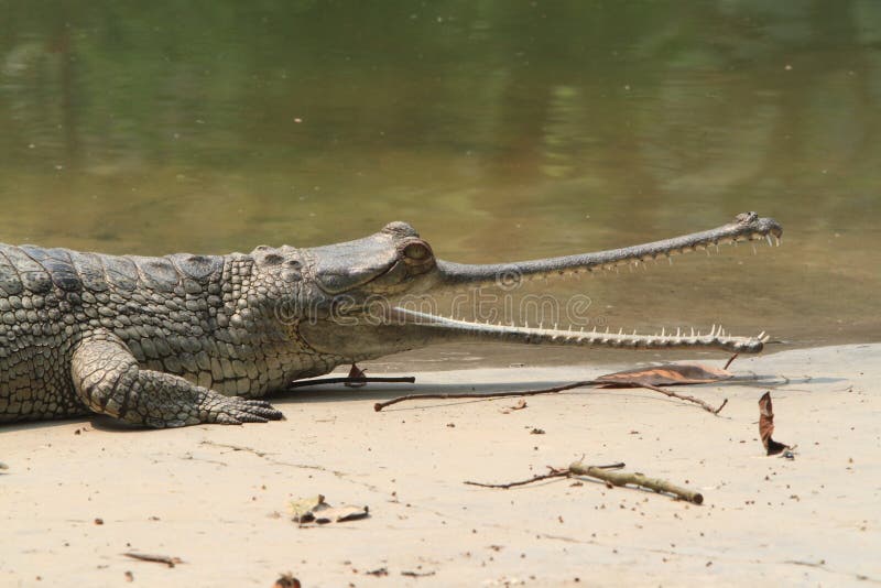 Crocodile Ganges Gavial stock image. Image of crocodylia - 40816217