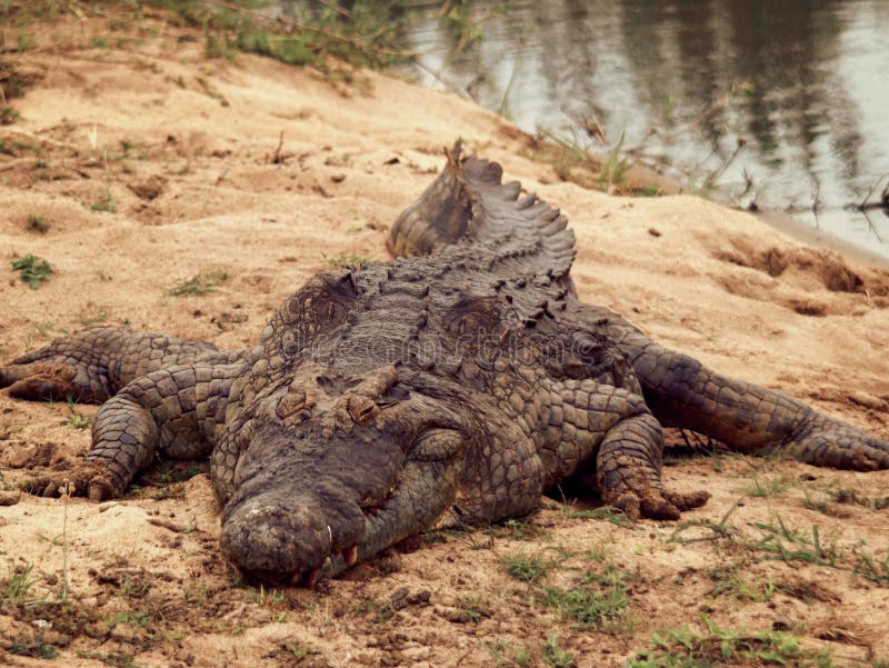 Crocodile Getting Out of Water Laying in Sun Stock Image - Image of ...