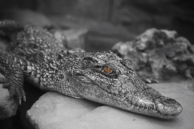 Crocodile stock image. Image of open, krokodil, animal - 35080291