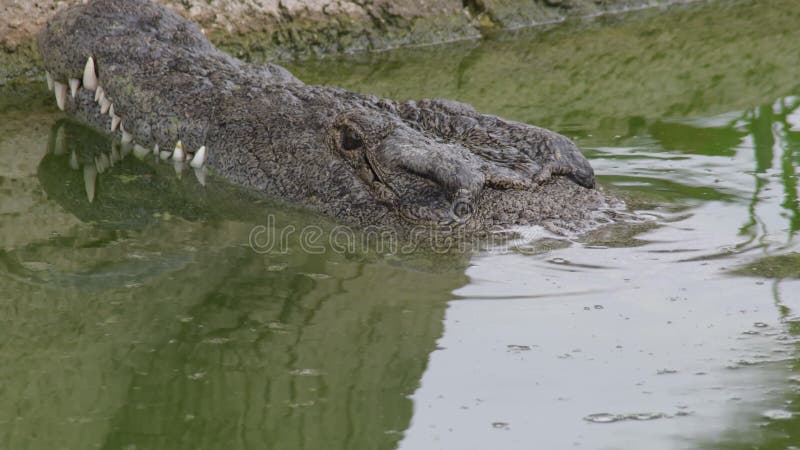 Crocodile Half Submerged in a Riverside of a River Stock Video - Video ...