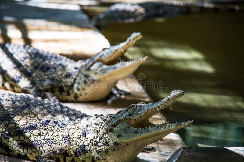 Crocodile in Hamat Gader, Israel . Stock Photo - Image of kayman ...
