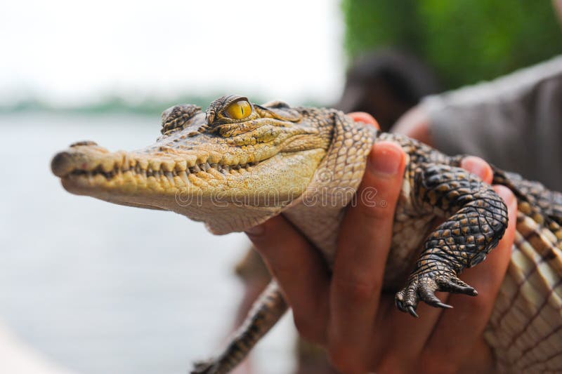Crocodile in hand stock image. Image of finger, blooded - 16357319