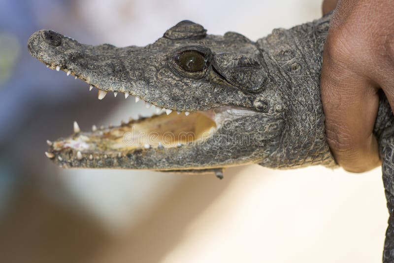 Crocodile in a hand stock image. Image of rubber, fist - 60760109