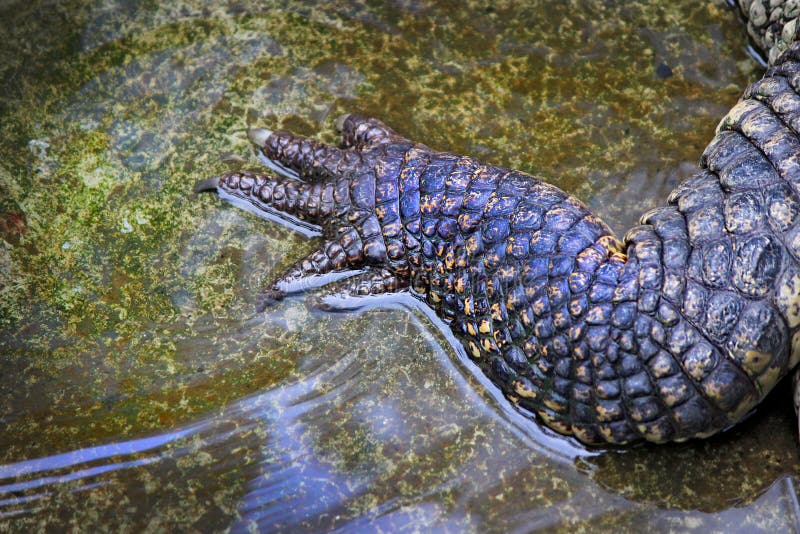 171 Crocodiles Hand Stock Photos - Free & Royalty-Free Stock Photos ...