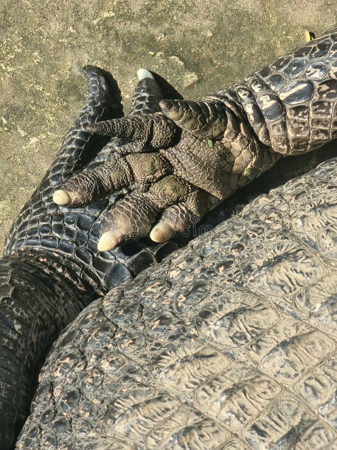 Crocodile Hand Nature Nails Scales Outdoors Stock Photo - Image of ...