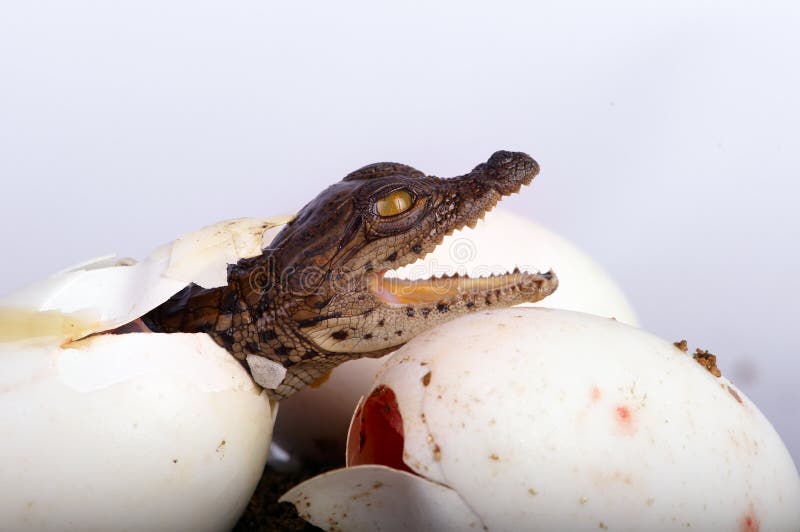 Crocodile Hatching stock photo. Image of blue, eyes, environment - 13241600