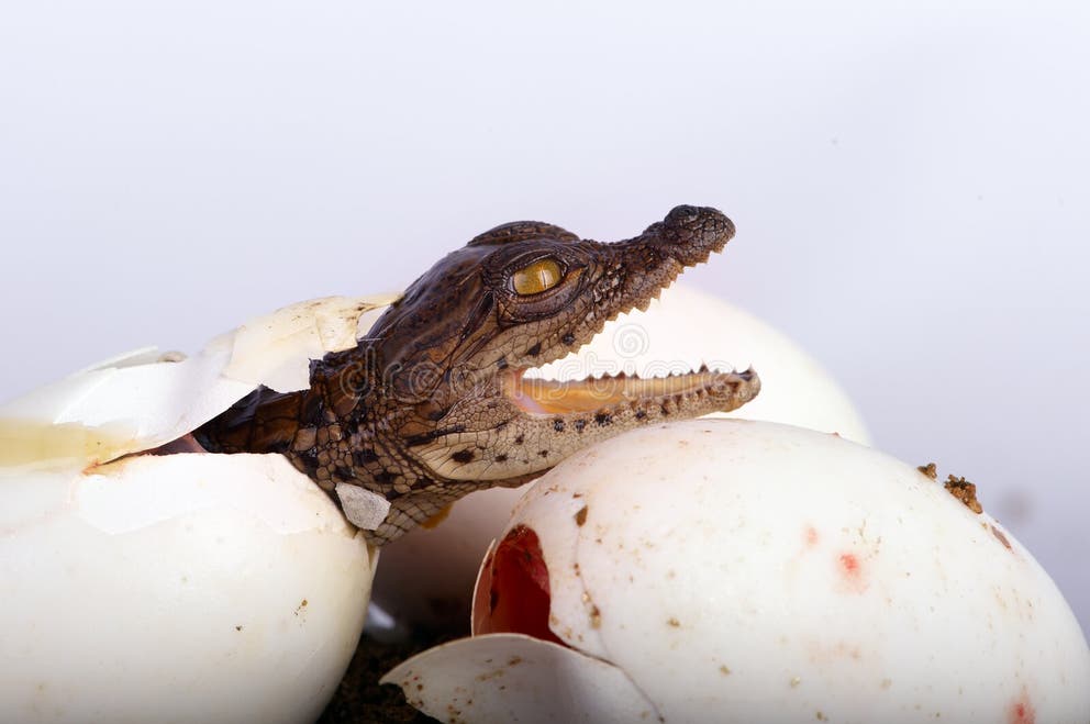 Crocodile Hatching stock photo. Image of blue, eyes, environment - 13241600