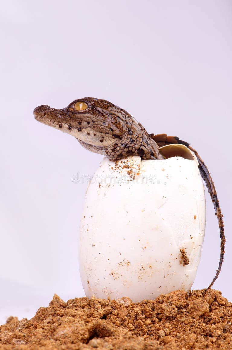 202 Crocodile Hatching Stock Photos - Free & Royalty-Free Stock Photos ...