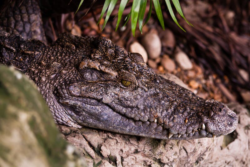 Crocodile head stock image. Image of crocodile, carnivore - 22591117