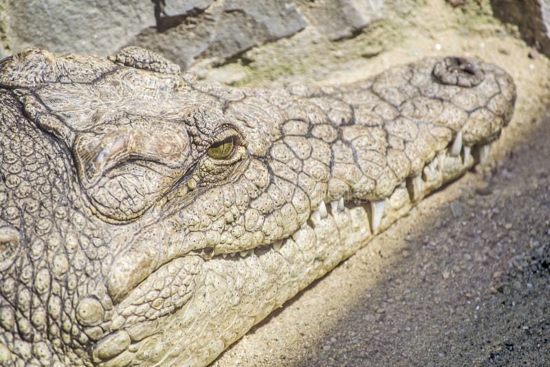 Crocodile Head stock photo. Image of africa, aggressive - 24597242