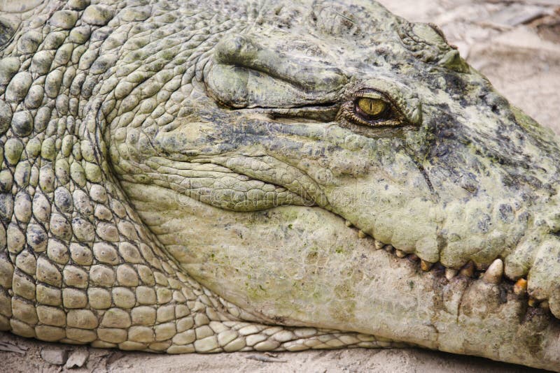 998 Crocodile Side View Stock Photos - Free & Royalty-Free Stock Photos ...