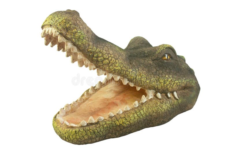 Crocodile head stock photo. Image of alligator, anosy - 24680214
