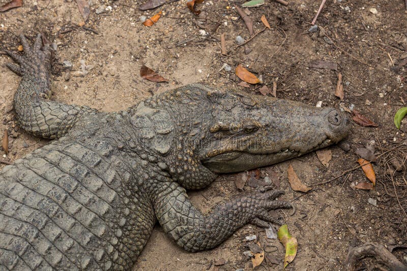Crocodile Head and Body Closeup Stock Photo - Image of enjoy, hunter ...