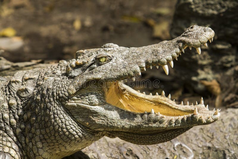 Crocodile Head Stock Photography - Image: 37424982