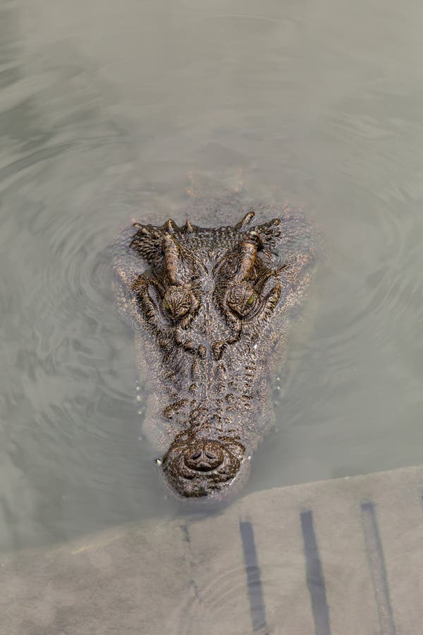 Crocodile head closeup stock image. Image of crocodiles - 47324873