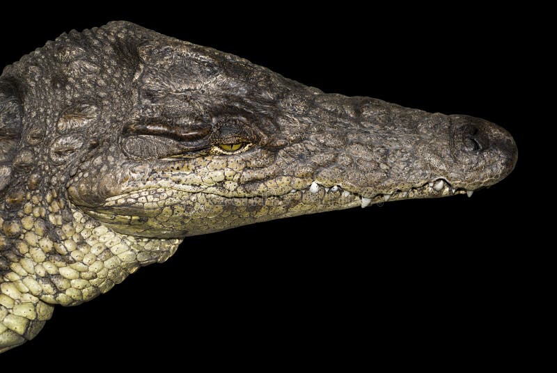 Crocodile Head stock photo. Image of fresh, river, bight - 31908046