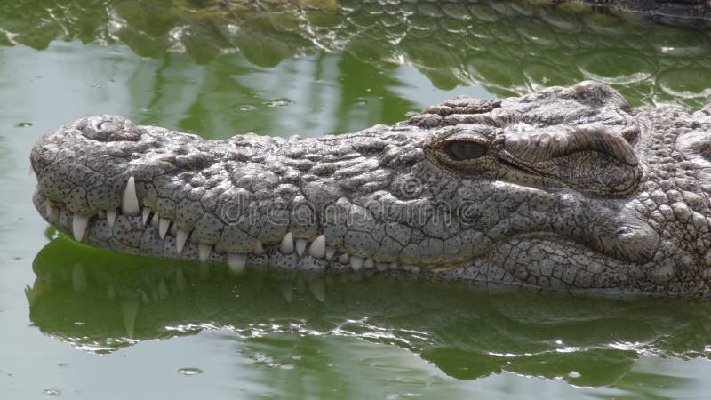 Crocodile Head Half Submerged in the River of a Zoo Natural Park Stock ...