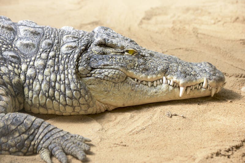 Crocodile Lying in Sand Near River Tanzania Africa Stock Image - Image ...