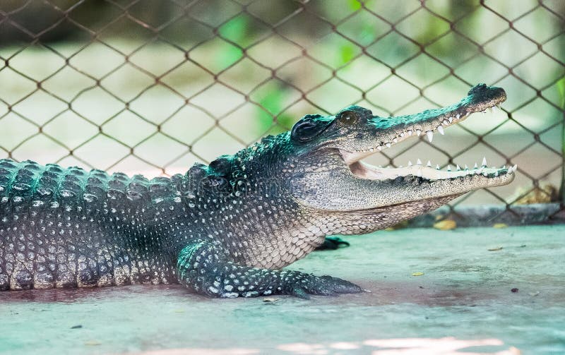 Crocodile hunger Food stock image. Image of animal, terrible - 86542187