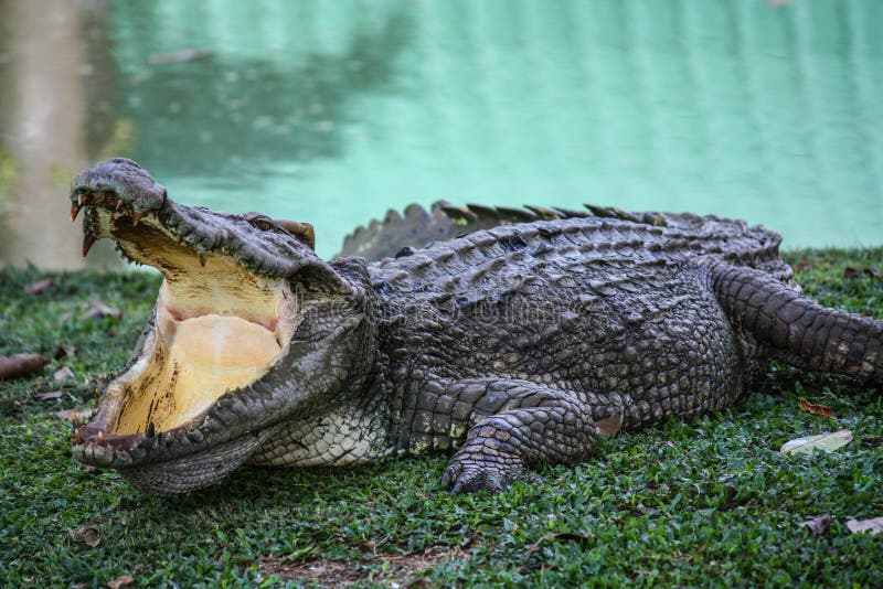 Crocodile stock image. Image of anger, mouth, animals - 32791767