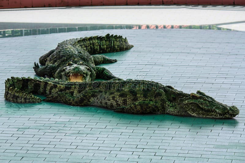 Crocodile stock image. Image of reptile, male, female - 32794629